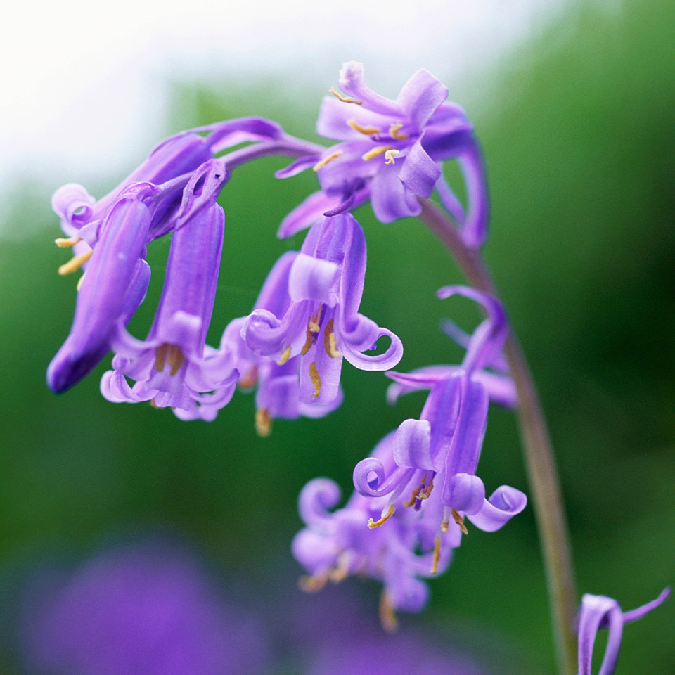 Buy Bluebell Bulbs in the Green | J Parker Dutch Bulbs