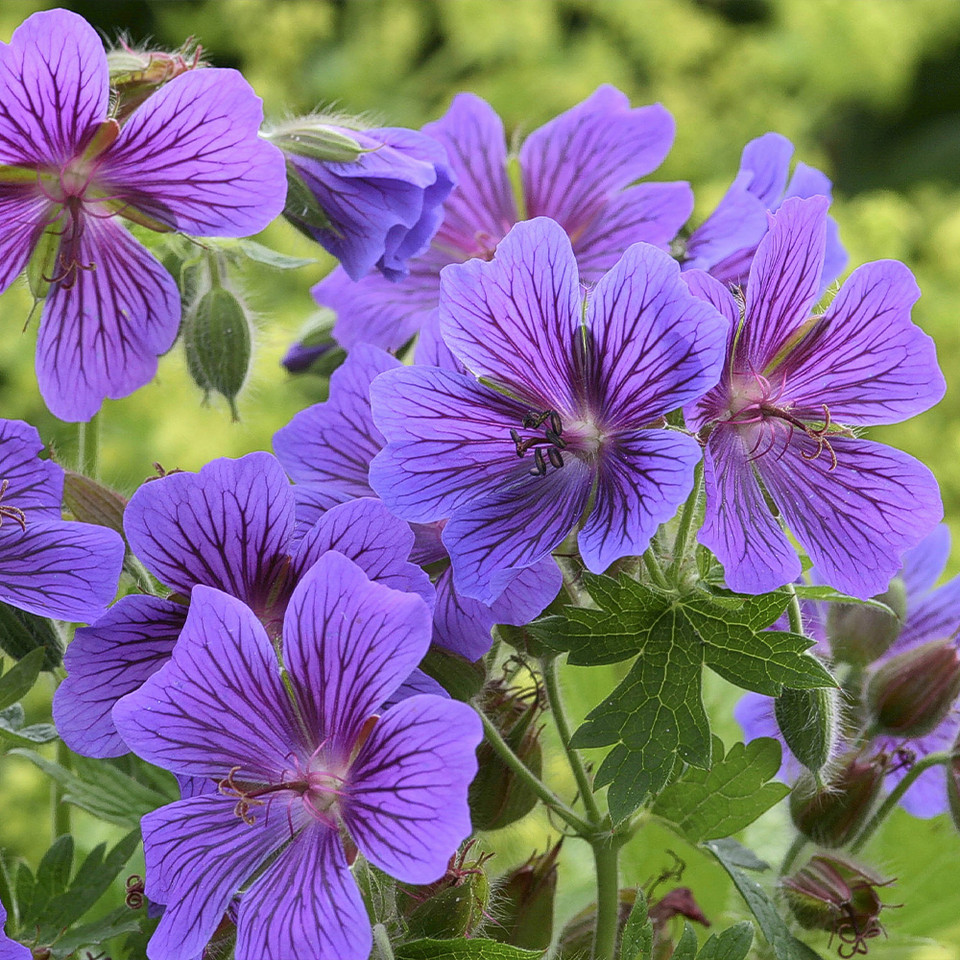 Geranium magnificum Rosemoor | J Parker Dutch Bulbs