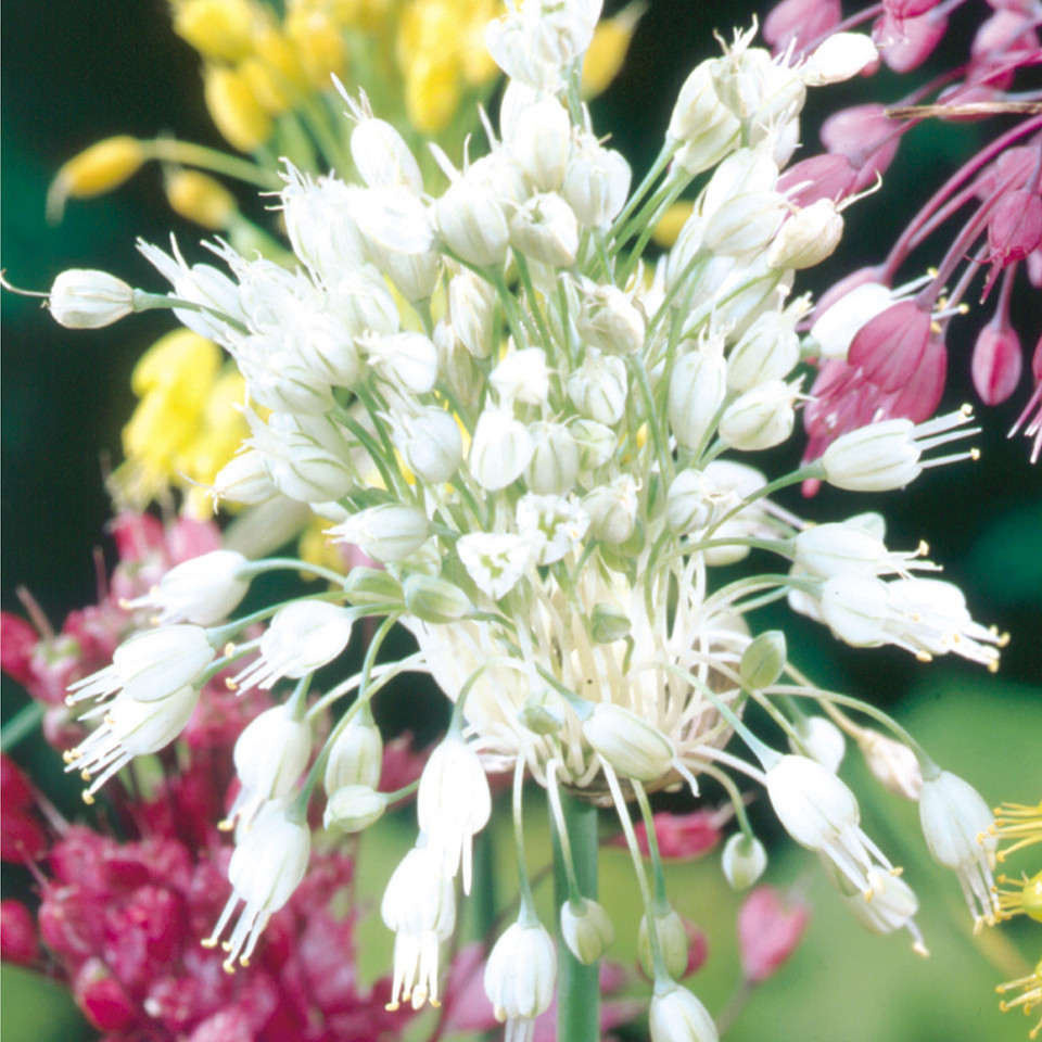 Buy Allium Fireworks Bulbs | J Parker Dutch Bulbs