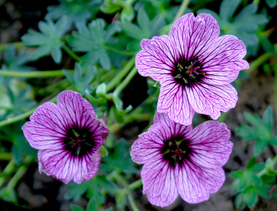 Geranium cinereum Ballerina | J Parker Dutch Bulbs