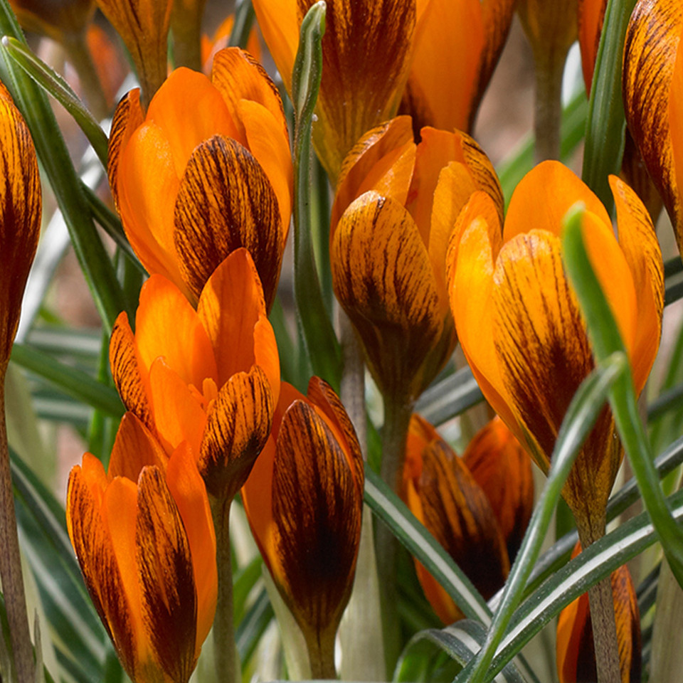 Crocus Orange Monarch | J Parker Dutch Bulbs