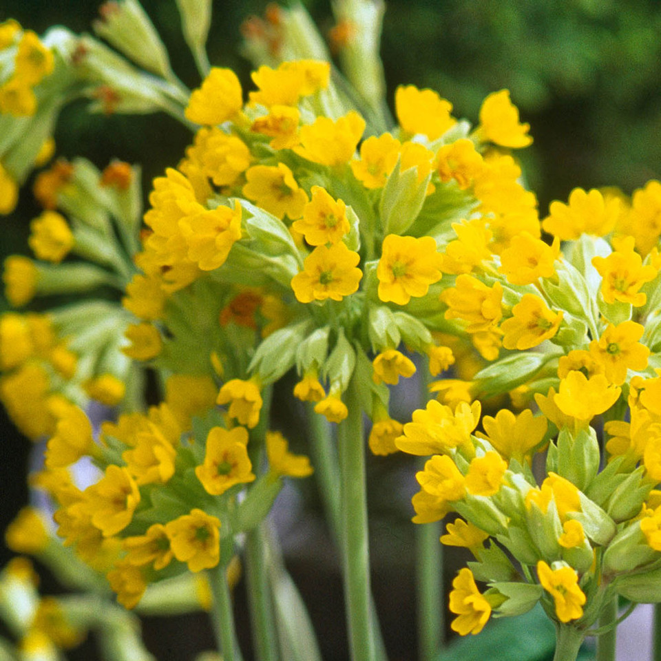Buy Primula Veris Plants | J Parker Dutch Bulbs