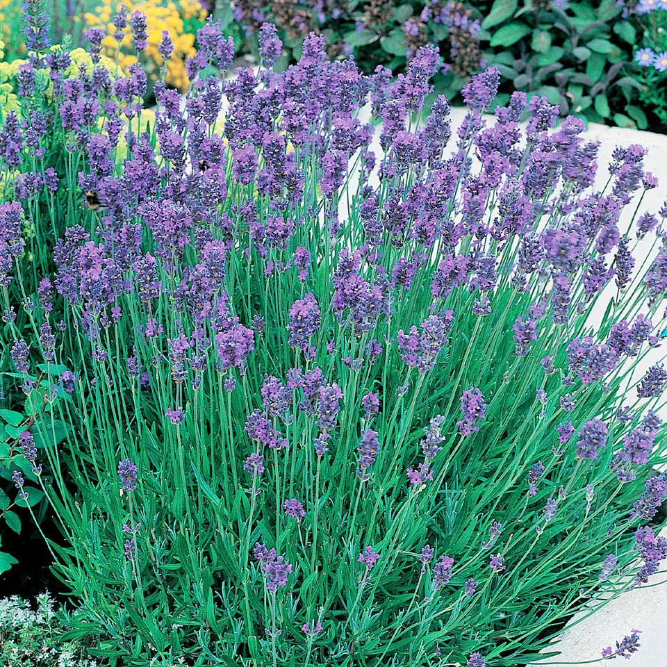 Lavender angustifolia Compact Super Scented | J Parker Dutch Bulbs