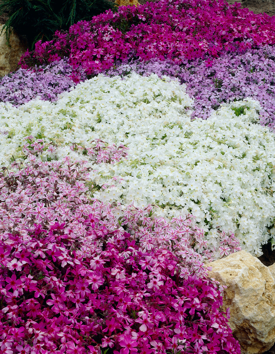 Phlox subulata Mixed | J Parker Dutch Bulbs