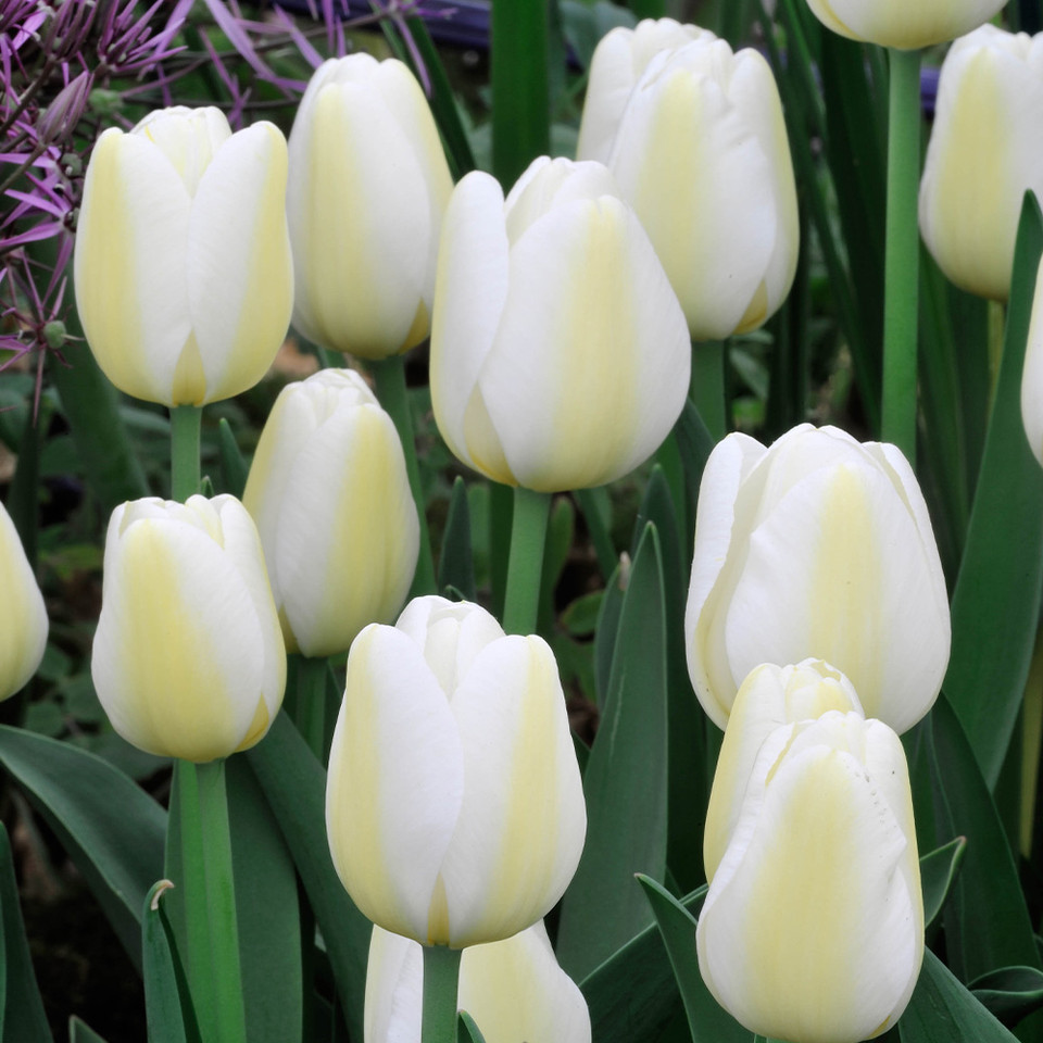 Buy Tulip Angel's Wish at jparkers.co.uk