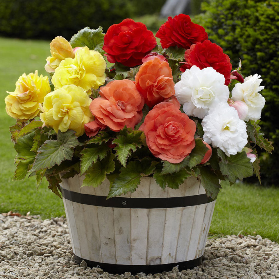Begonia Mighty Mini Superba Orange | J Parker Dutch Bulbs