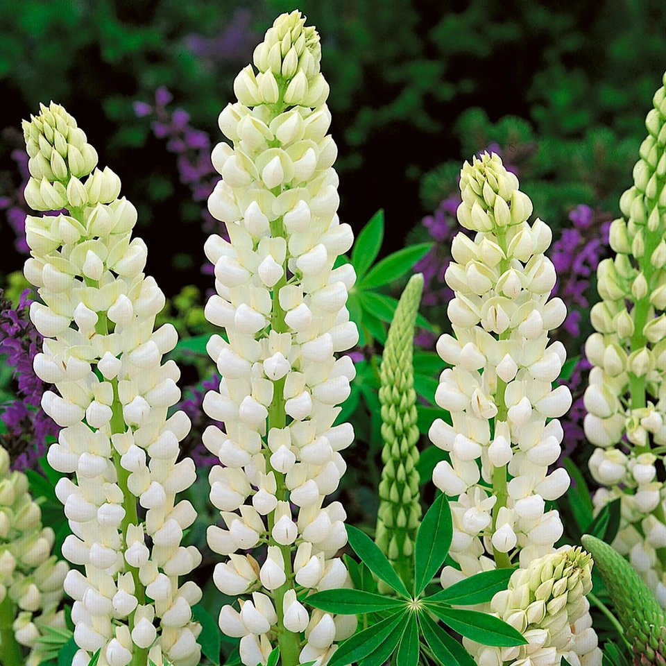 Lupin Noble Maiden (White) | J Parker Dutch Bulbs