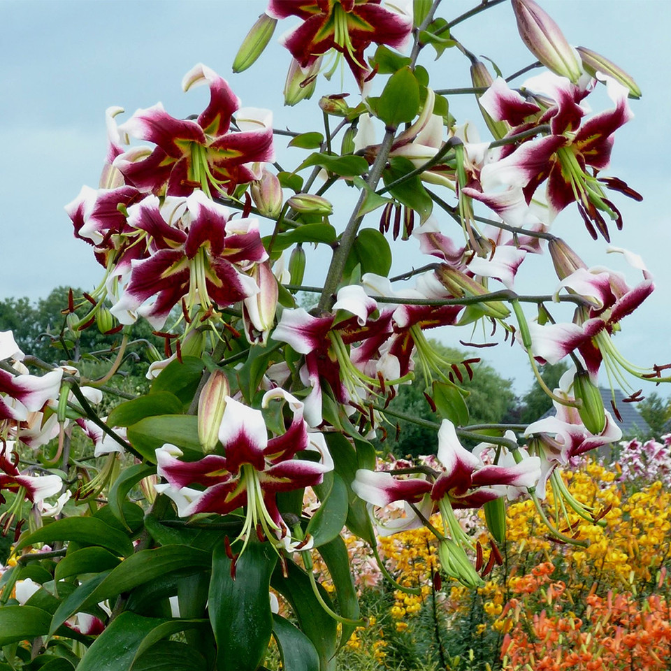 Lilium Beverly Dreams | J Parker Dutch Bulbs