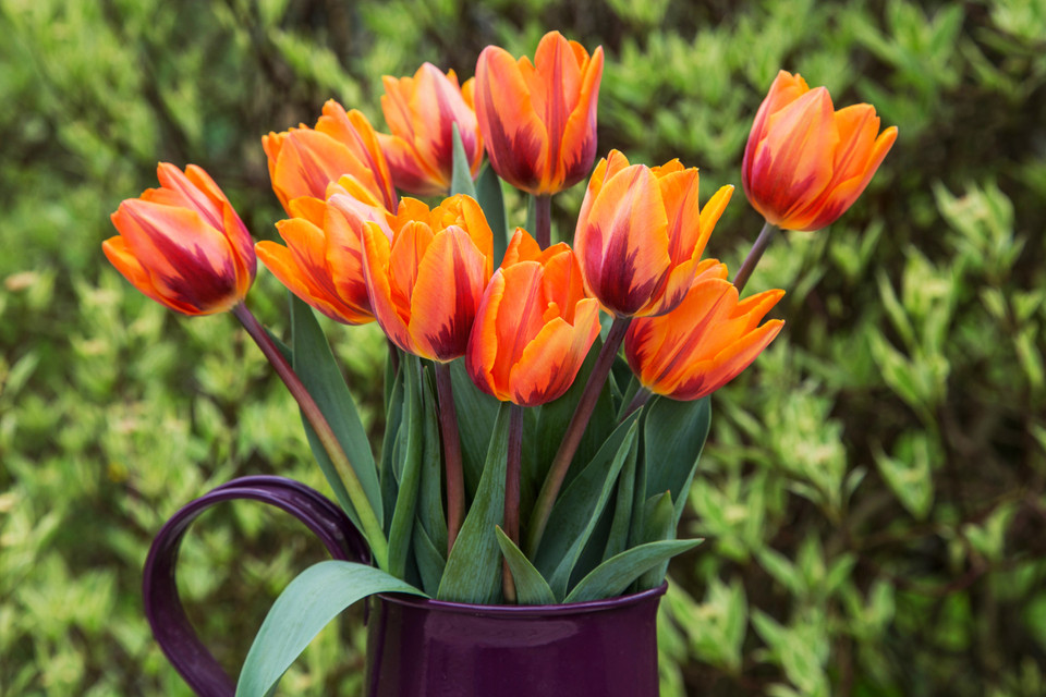Buy Tulip Princess Irene at jparkers.co.uk