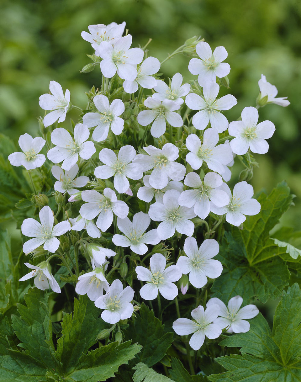 Geranium Sanguineum Alba | J Parker Dutch Bulbs