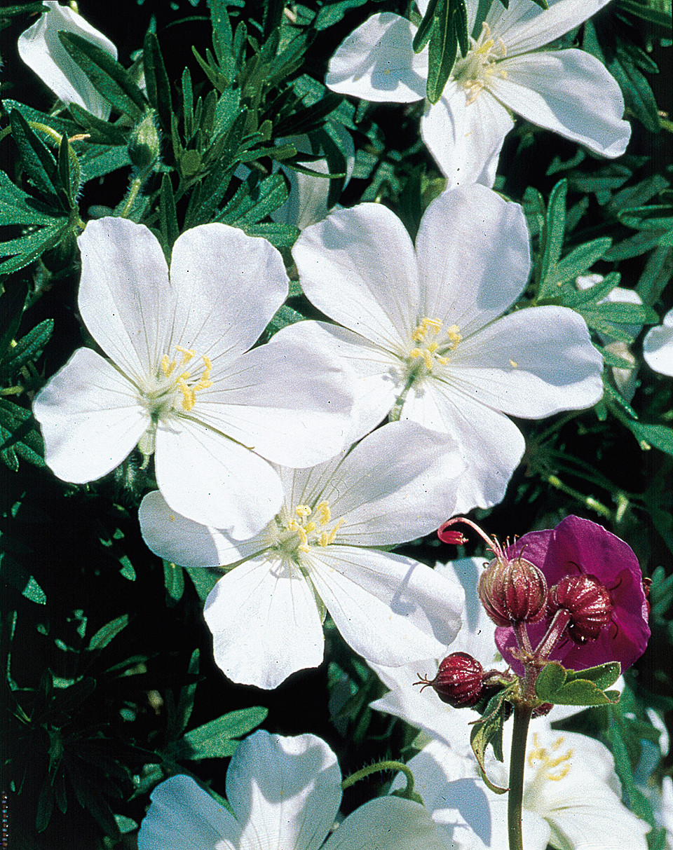 Geranium Sanguineum Alba | J Parker Dutch Bulbs