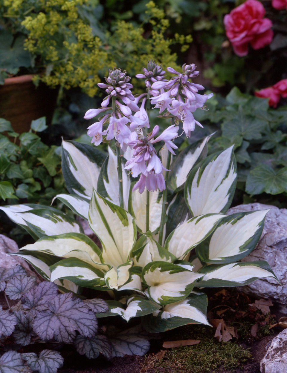 Buy Hosta Fire and Ice Plants | J Parker Dutch Bulbs
