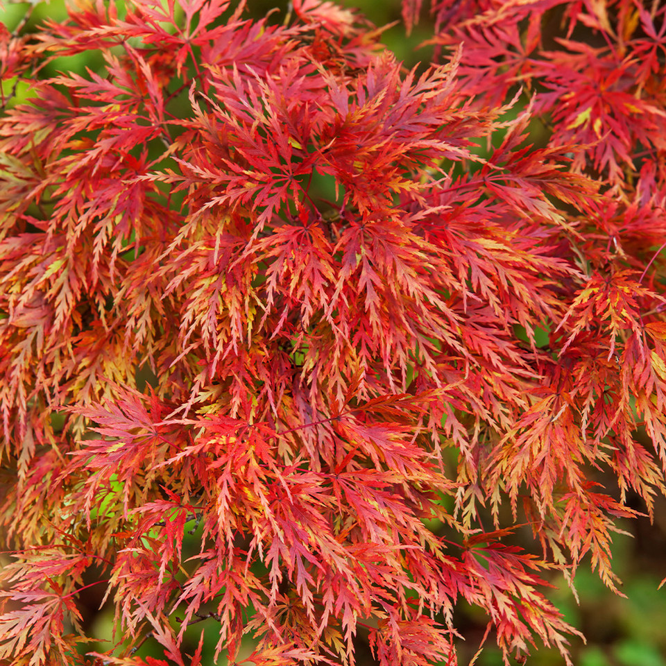 Acer palmatum 'dissectum Seiryu' | J Parker Dutch Bulbs