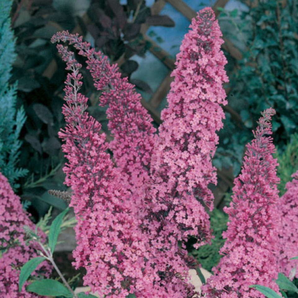 Buy Buddleia Pink Delight | J Parker Dutch Bulbs