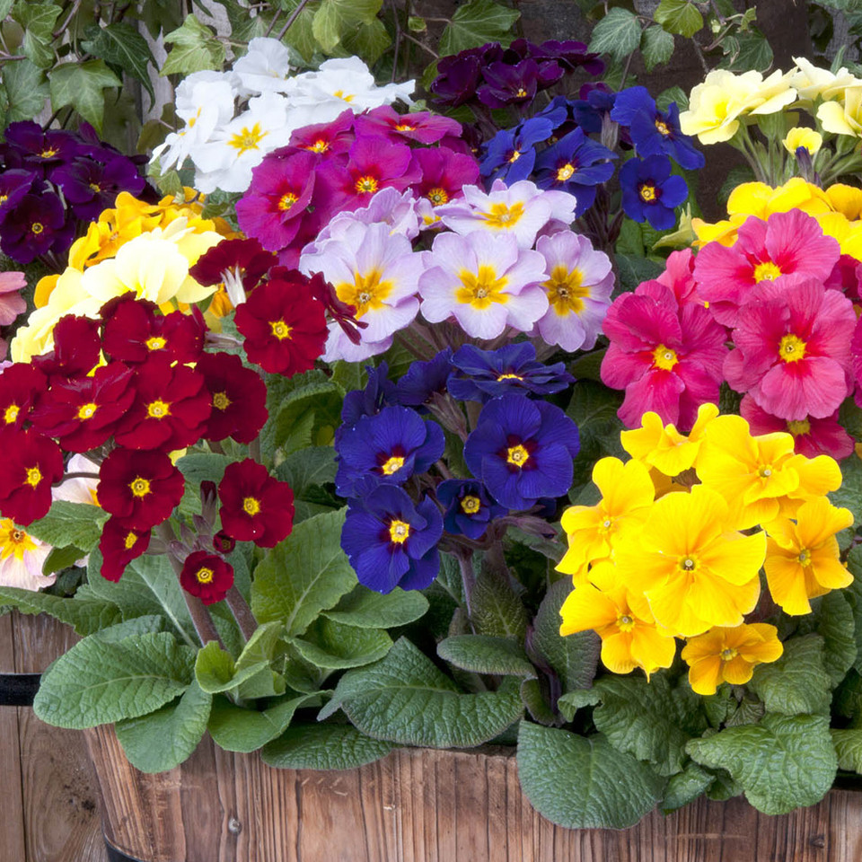 Polyanthus Pacific Giant - JParkers