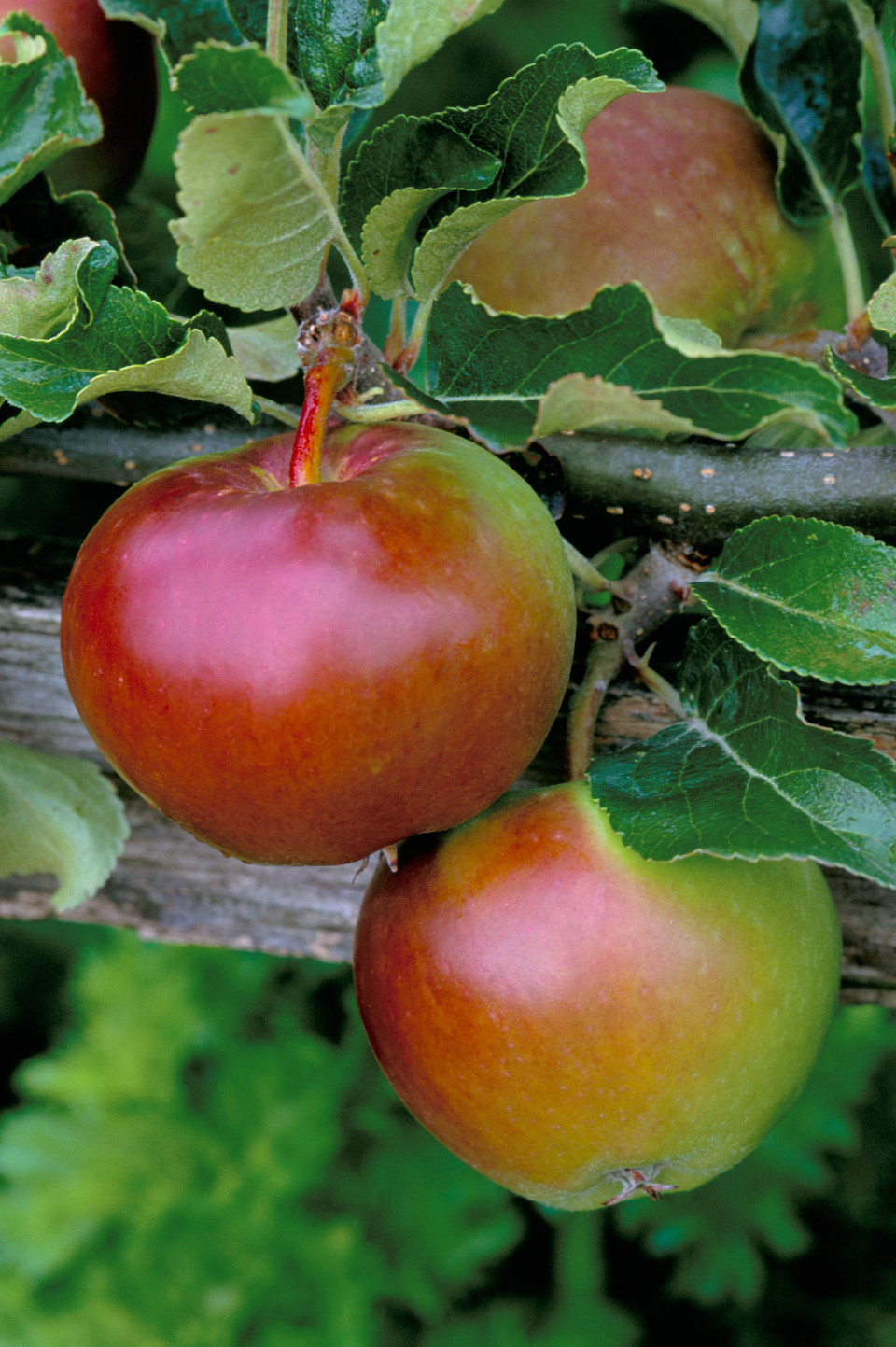 Buy Apple Fiesta | J Parker Dutch Bulbs
