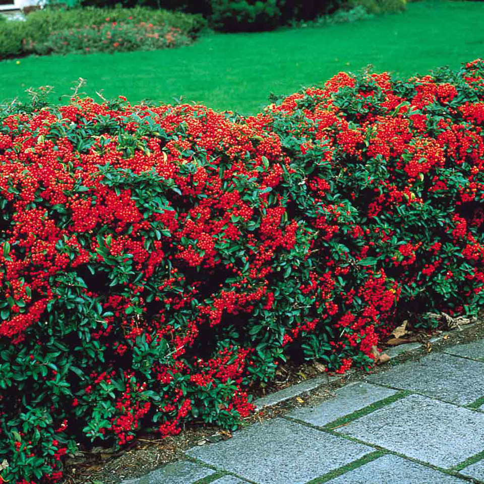 Shop Pyracantha 'Red Column' (Firethorn) | J Parker's Dutch Bulbs