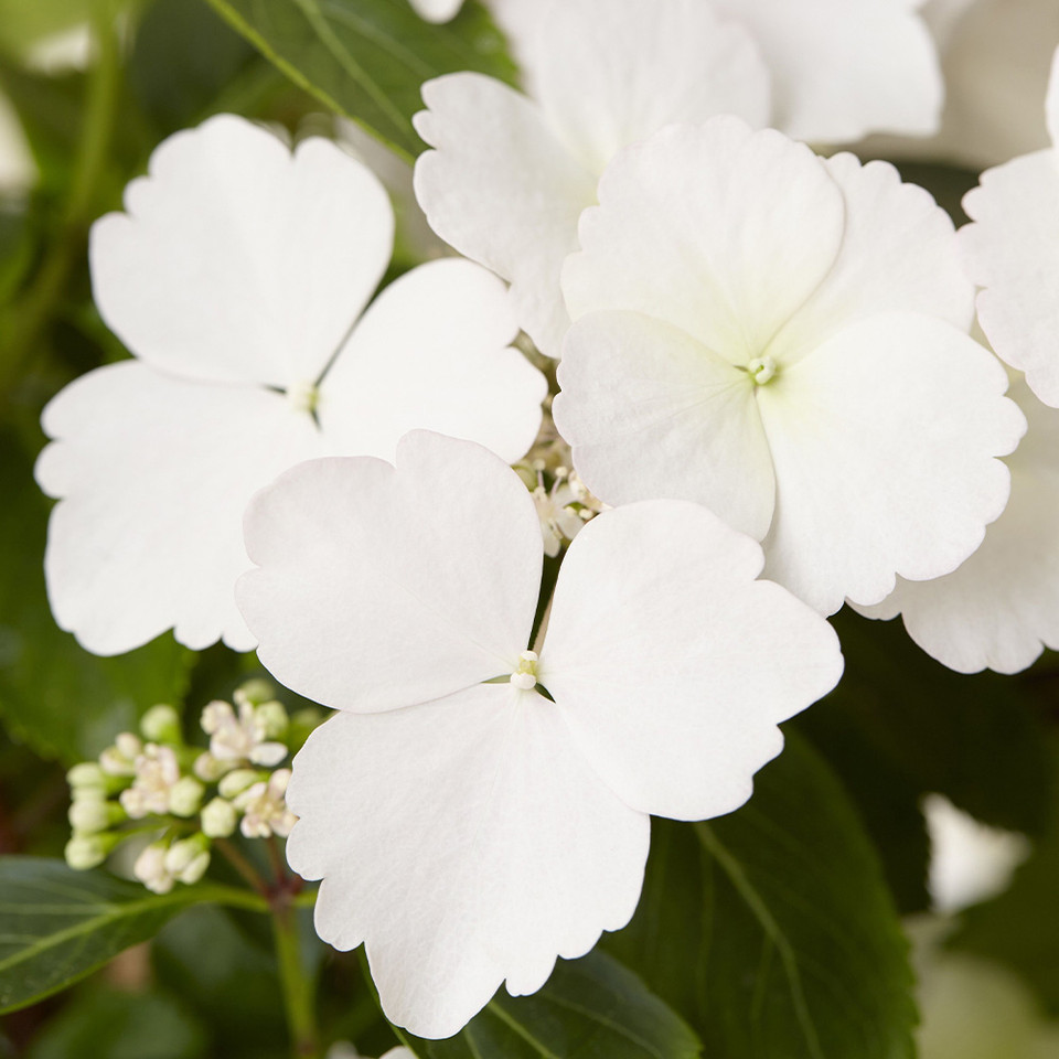 Hydrangea Runaway Bride | J Parker Dutch Bulbs
