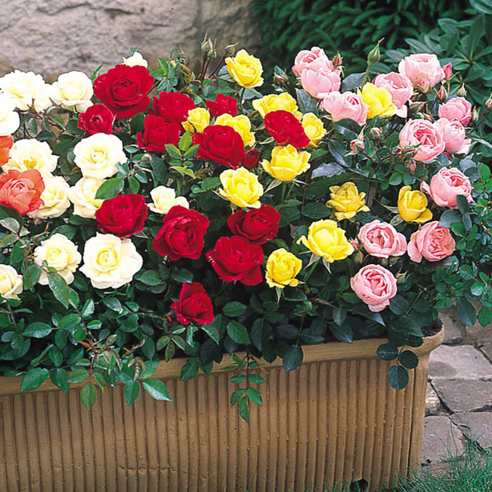 Miniature Rose Collection - JParkers