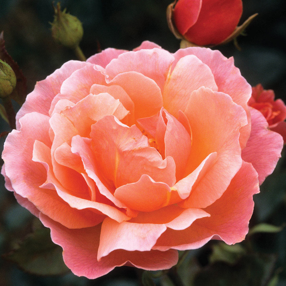 Rose Super Scented Collection - JParkers