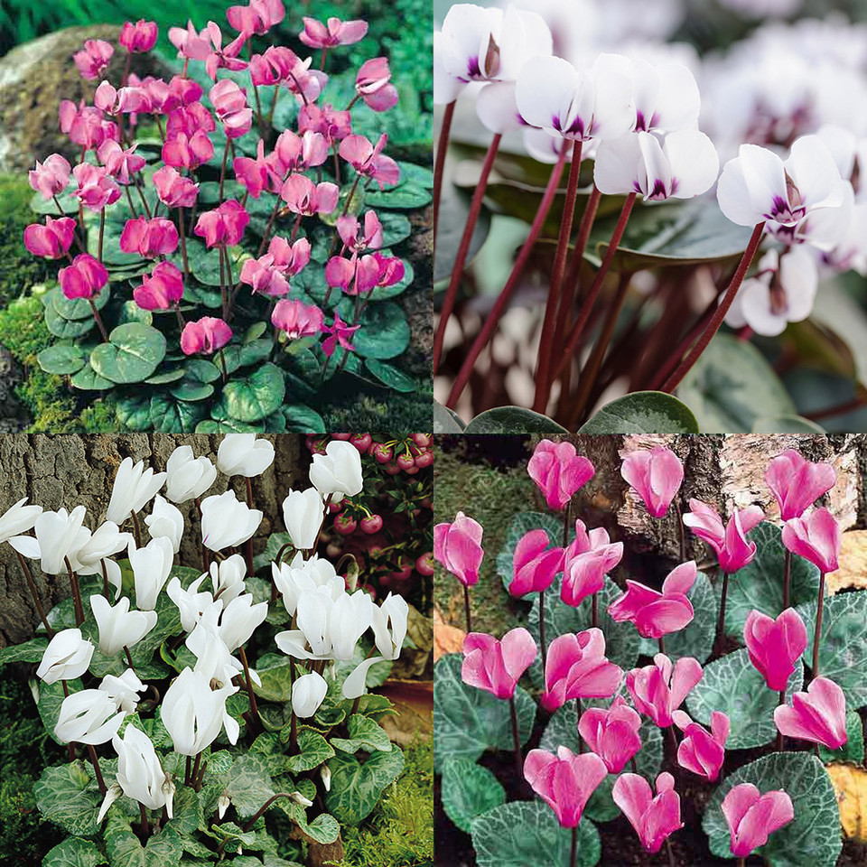 Cyclamen Collection - JParkers