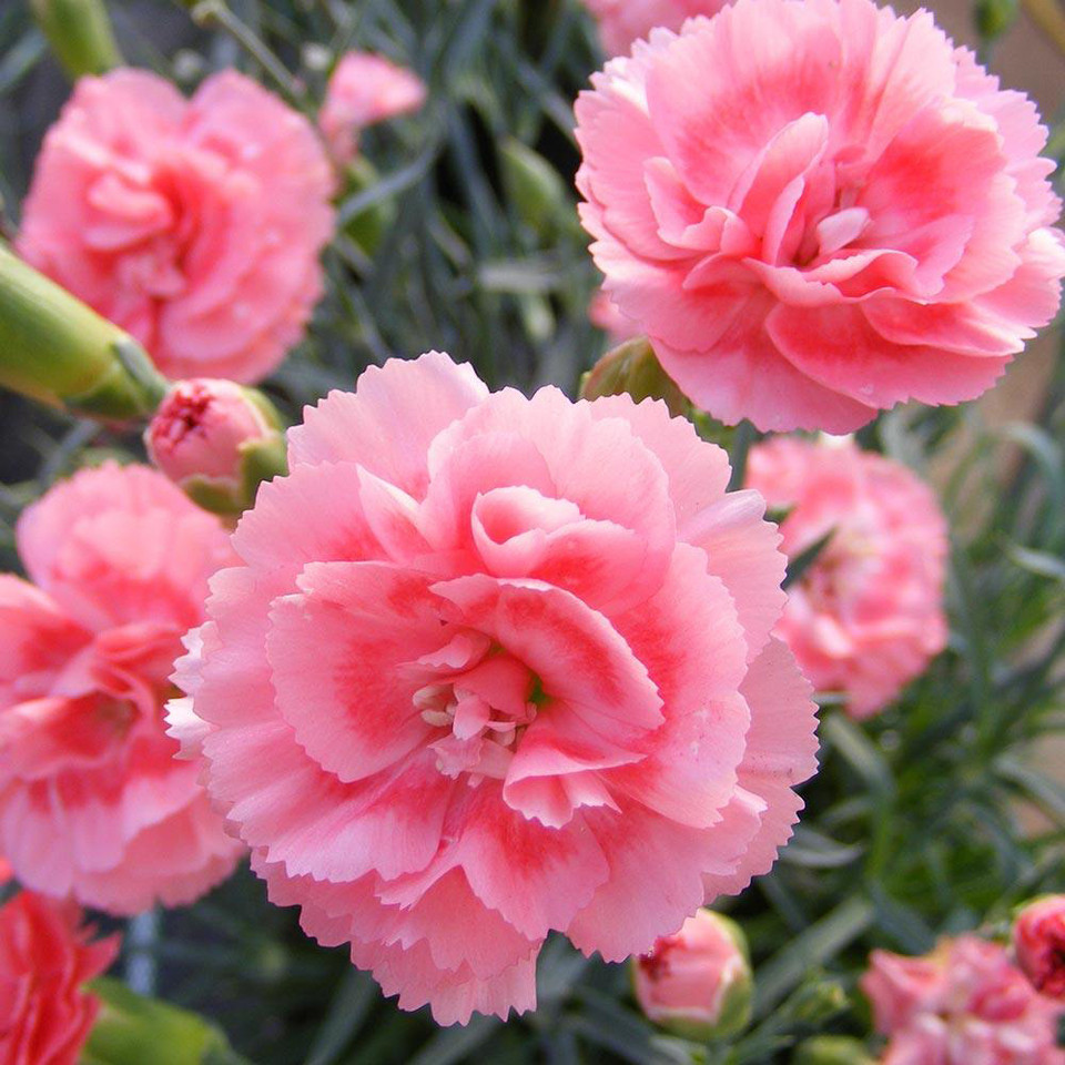 Shop Dianthus Scent First Collection with J. Parker's