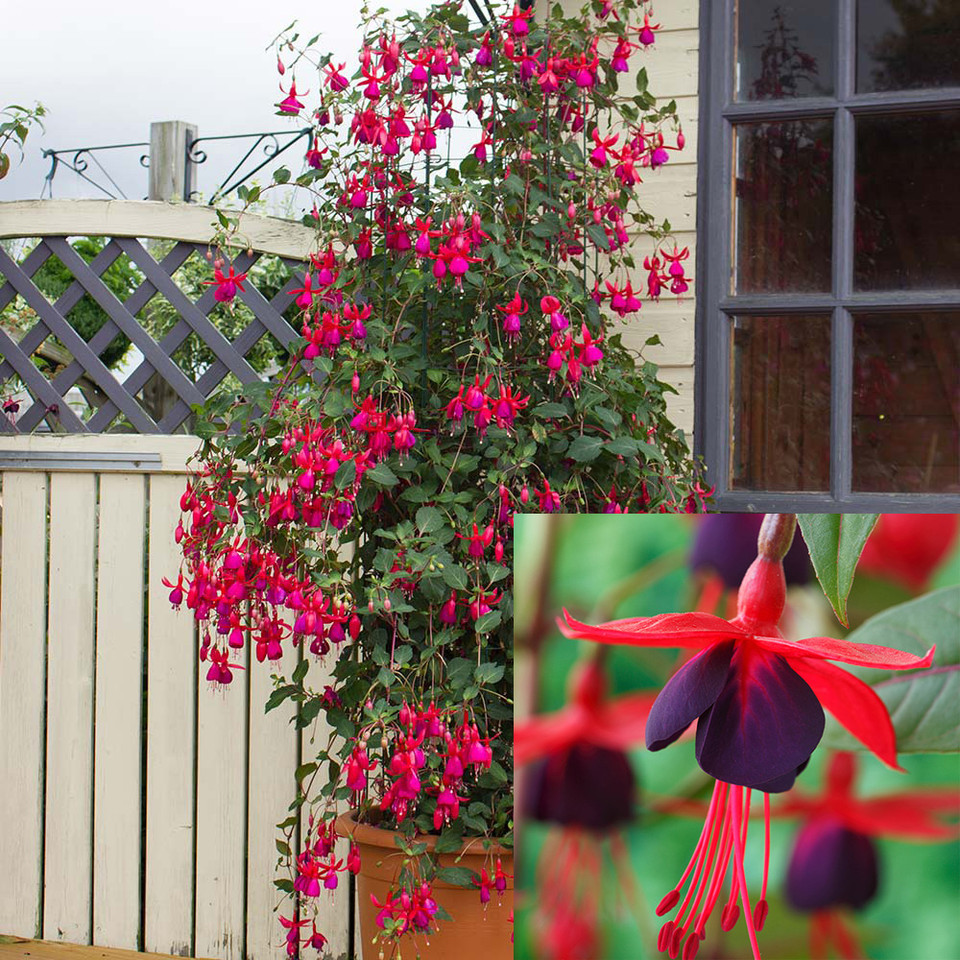 Shop Fuchsia Climbing Collection from J. Parker's