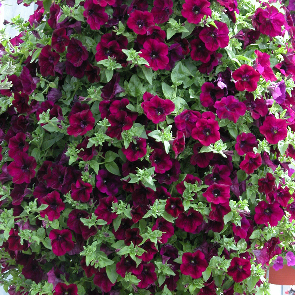 Buy Surfinia Unusual Collection (4 Varieties) for less with J. Parker's