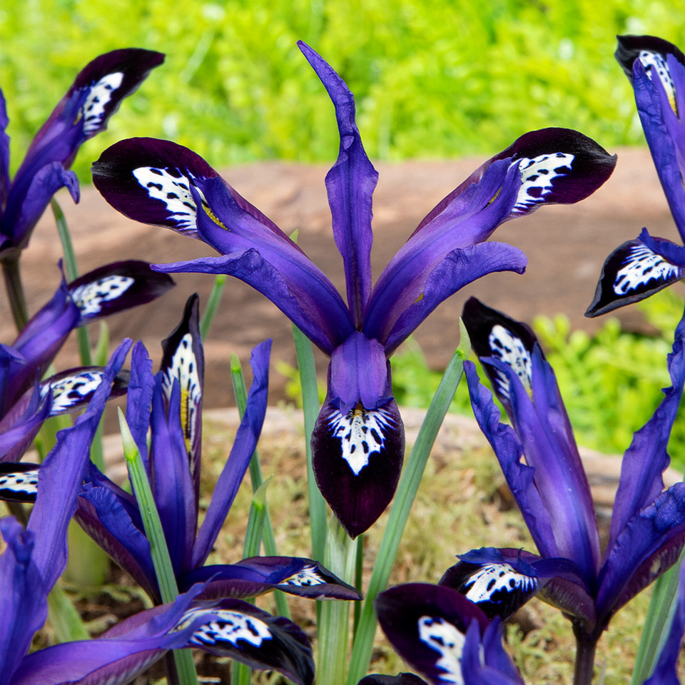 Iris Spring Flowering Collection - JParkers