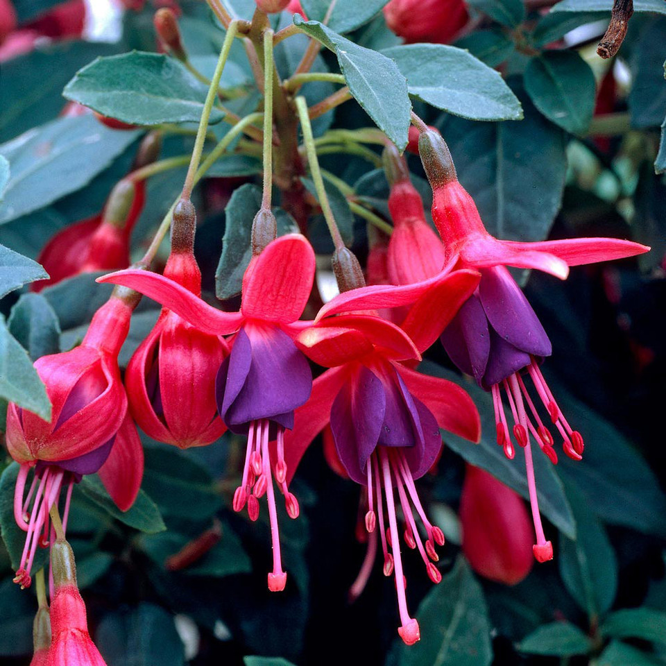 Shop Fuchsia Unusual Hardy Collection from J. Parker's
