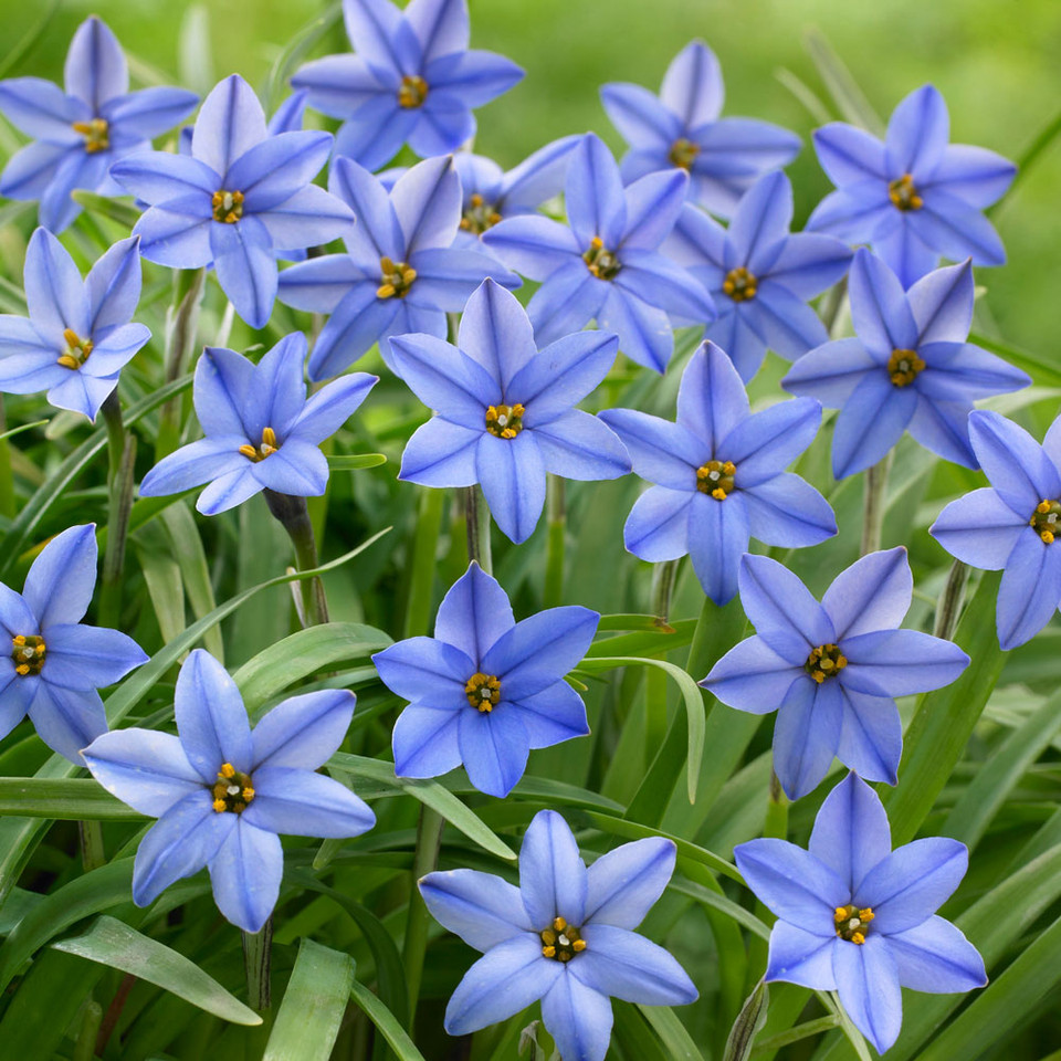 Shop Ipheion Uniflorum Collection | J. Parker's