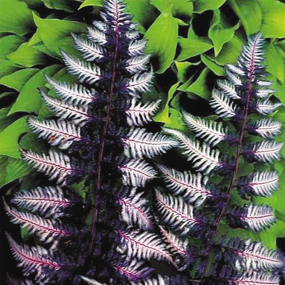 Shop Athyrium Collection (Exotic Ferns) | J. Parker's