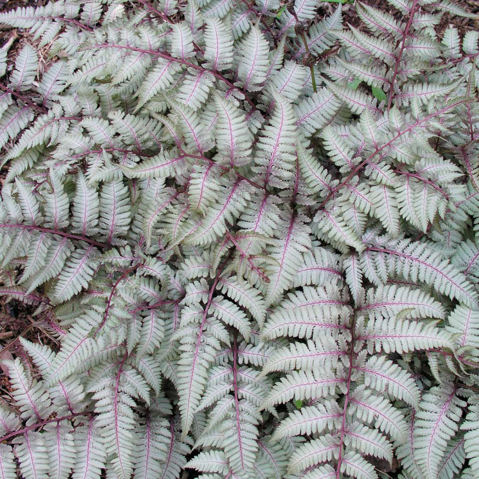 Shop Athyrium Collection (Exotic Ferns) | J. Parker's
