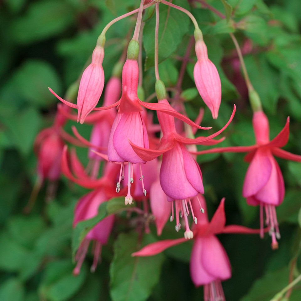 Unusual Award Winning Trailing Fuchsia Collection (Pack 24) - JParkers