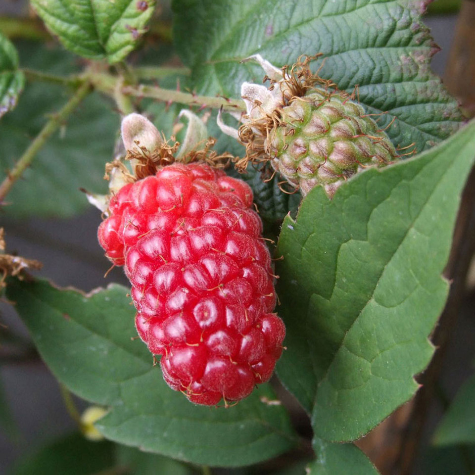 Unusual Berry Collection - JParkers