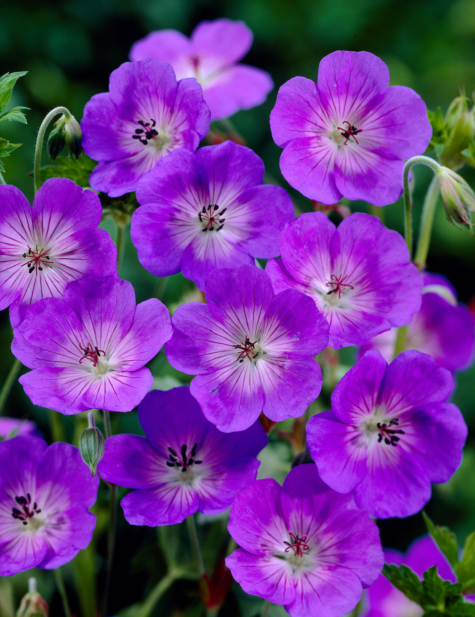 Geranium Rozanne | J Parker Dutch Bulbs