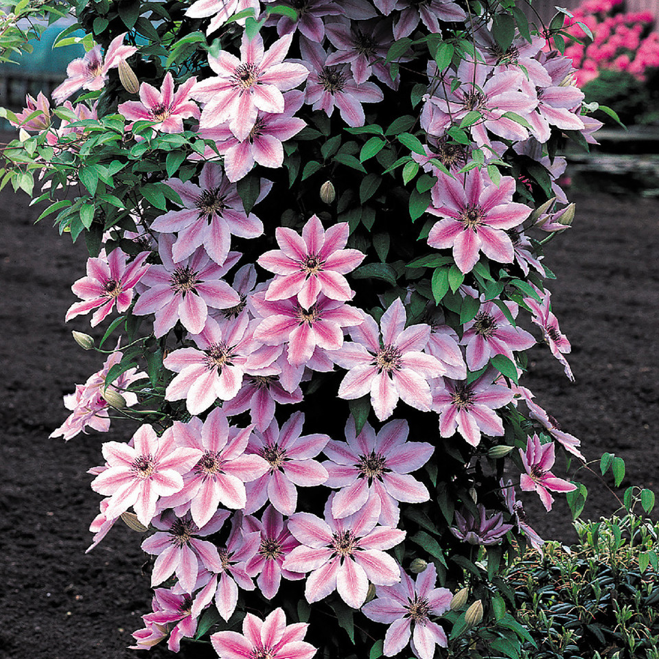 Clematis Hybrid Collection A - JParkers