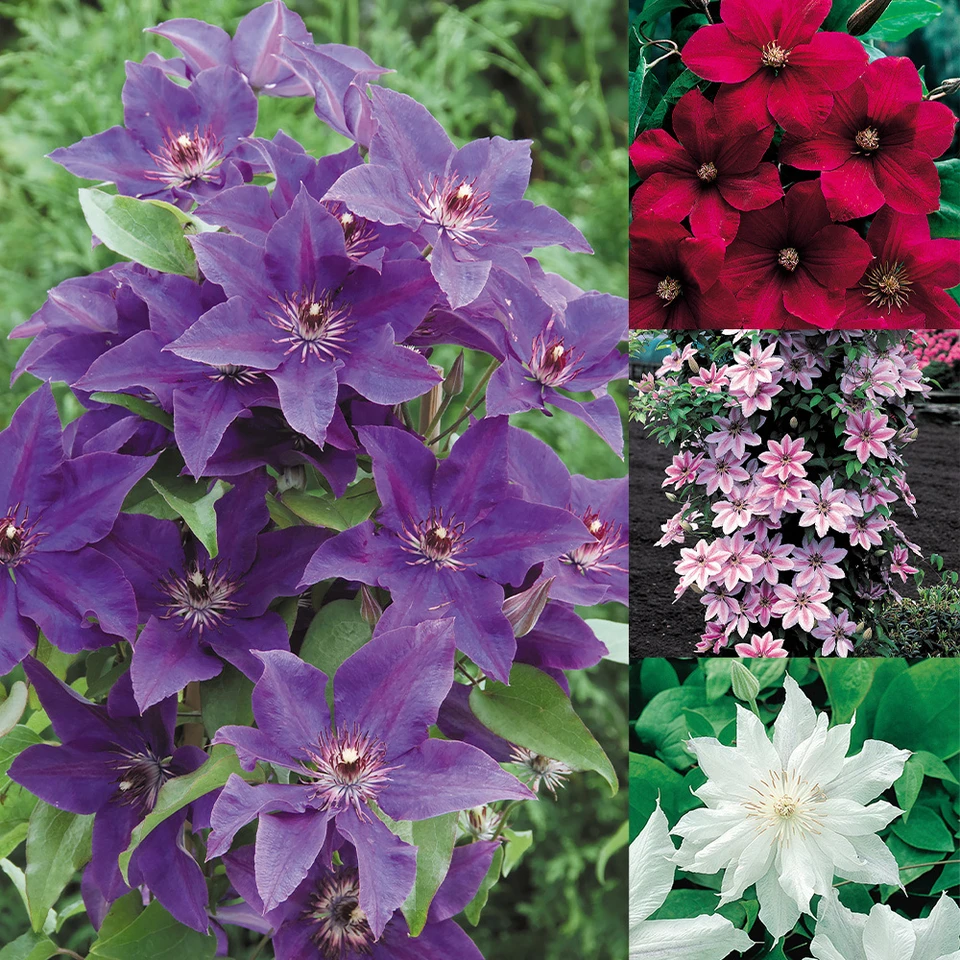 Clematis Hybrid Collection A - JParkers