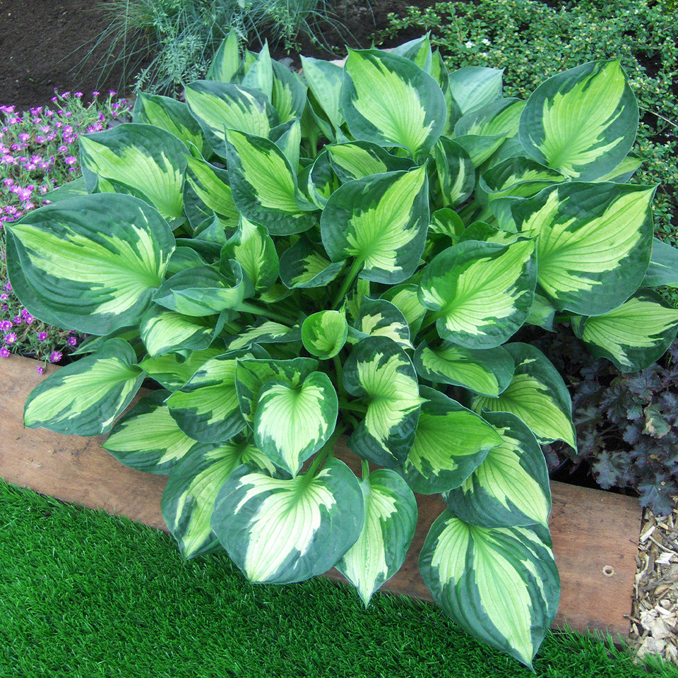 Shop Hosta Designer Collection from J. Parker's for Less