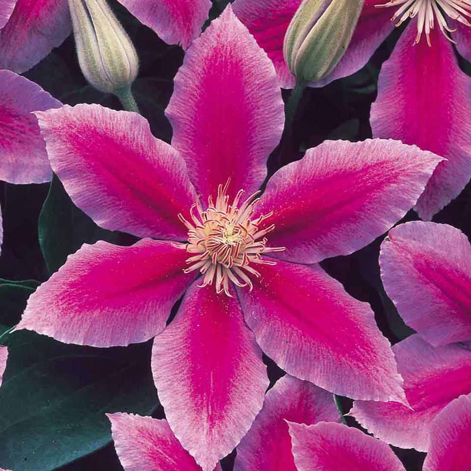 Clematis Hybrid Collection B - JParkers