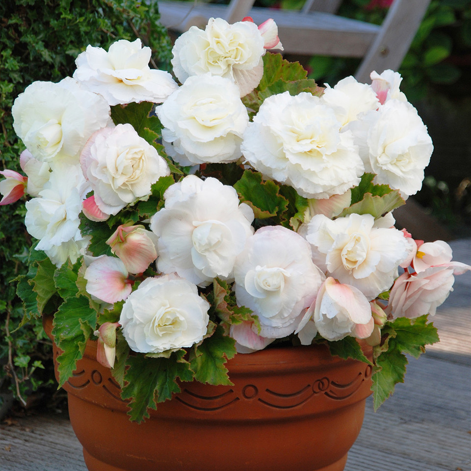 Shop Begonia Superba Collection | J. Parker's