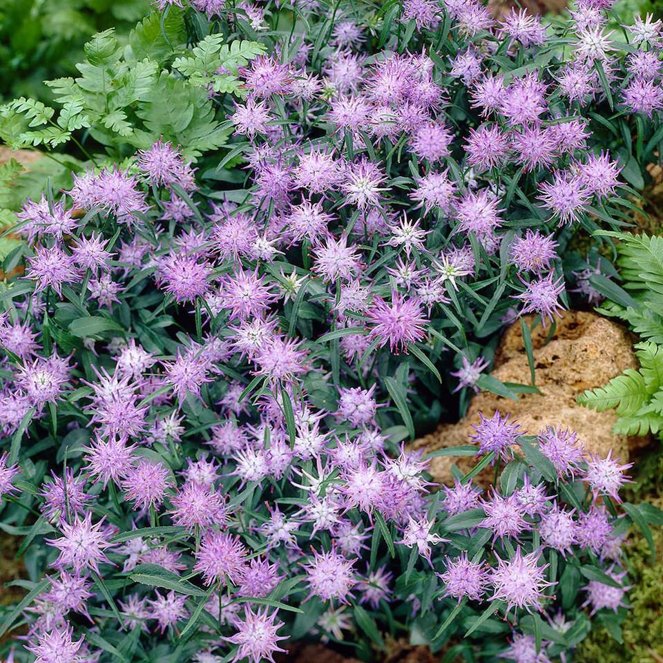 Phyteuma Scheuchzeri (5cm Module) - JParkers