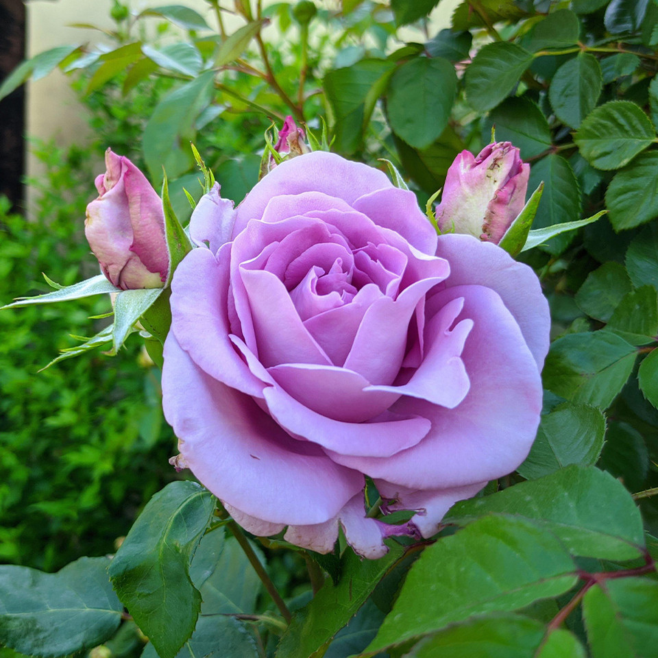 Rose Climbing Indigoletta - JParkers