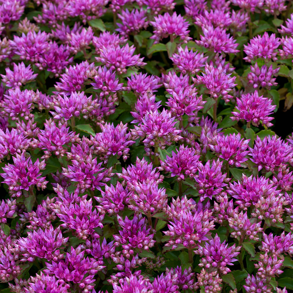 Shop Sedum (Stonecrop) Creeping Collection | J. Parker's