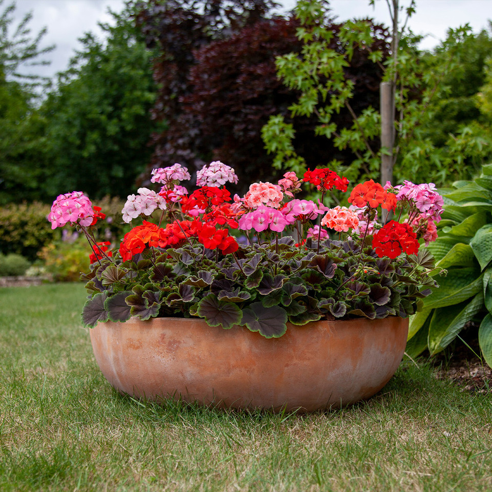 Shop Geranium Horizon Shadows Mix | J. Parker's