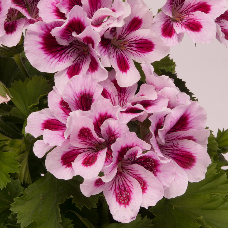 Shop Geranium Regalia Lilac | J. Parker's