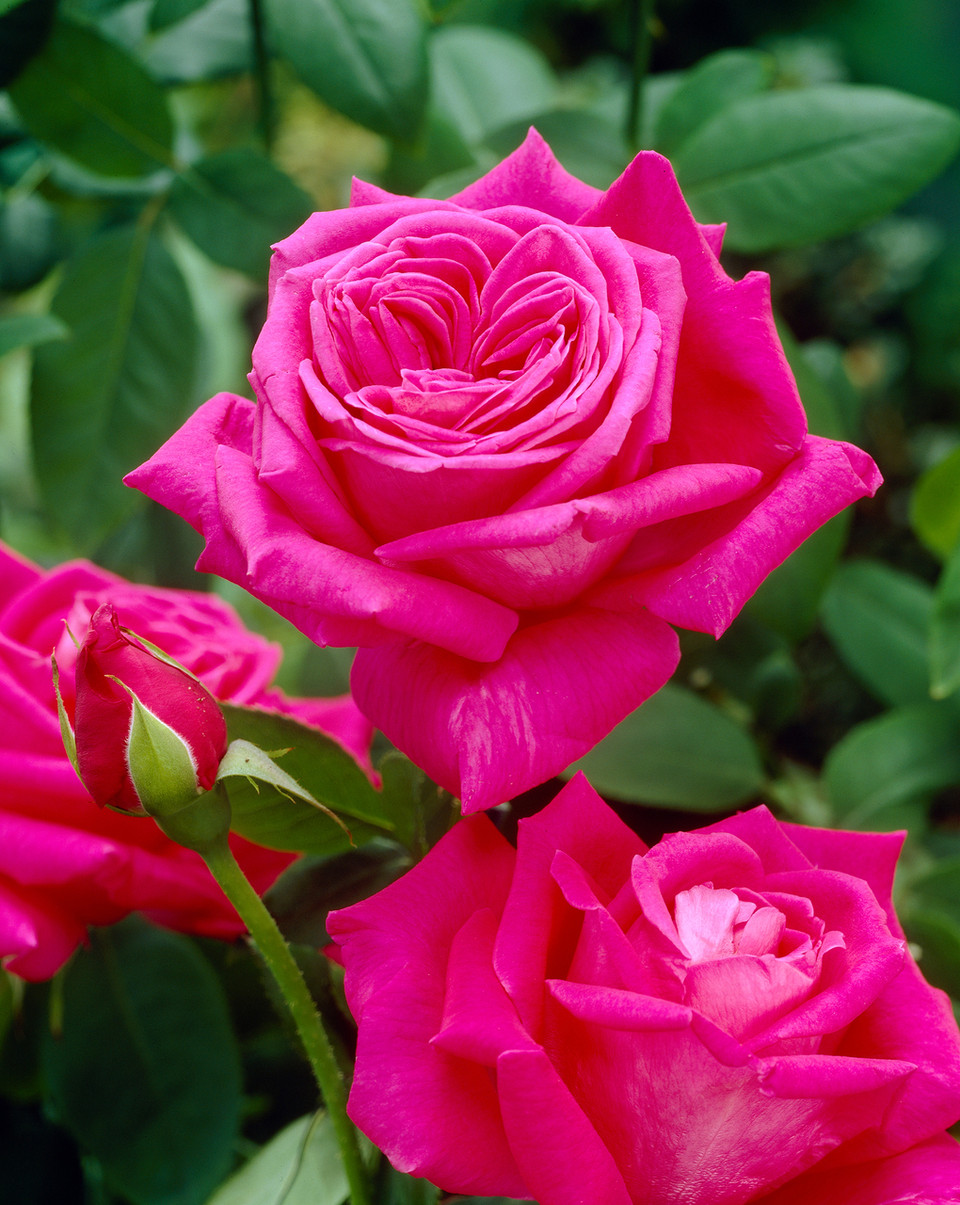 Fragrant HT Rose Collection - JParkers