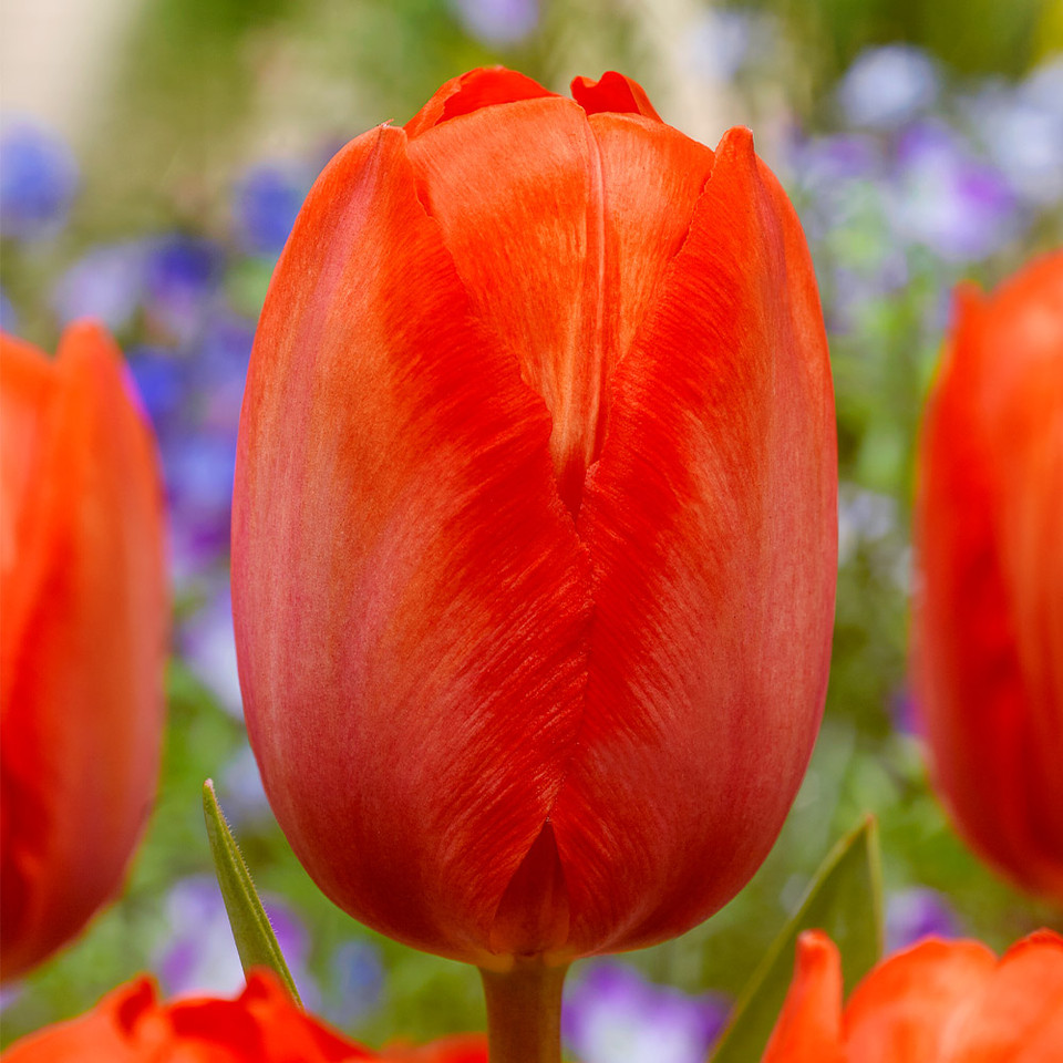 Buy Tulip Van Eijk Collection at jparkers.co.uk