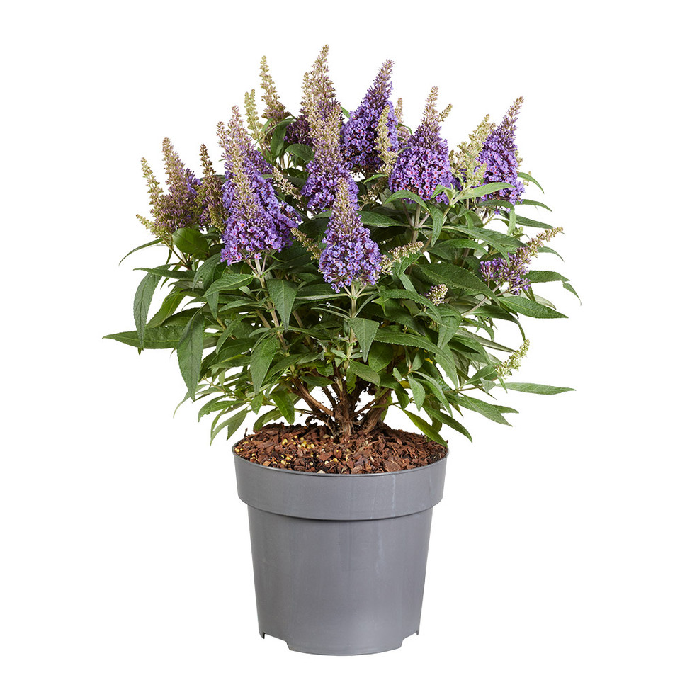 Shop Buddleia d. Butterfly Candy Little 'Lavender' | J. Parker's