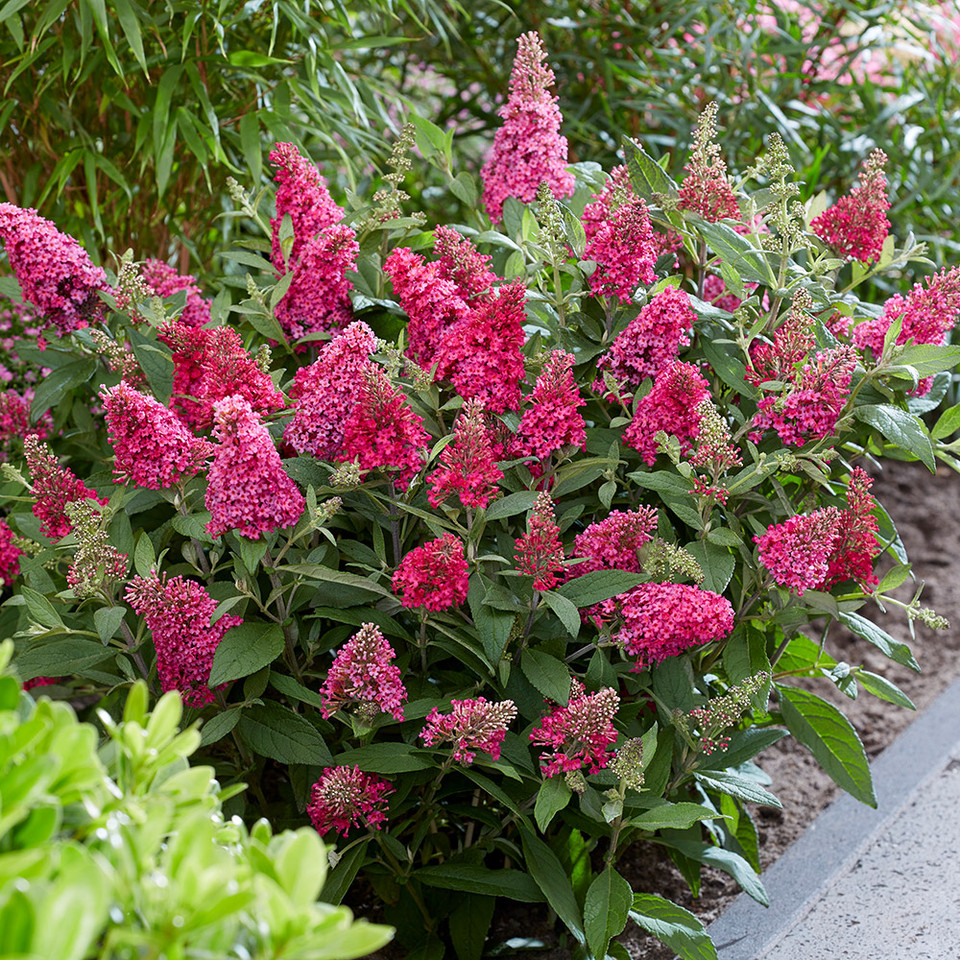 Buy Buddleia d. Butterfly Candy Little 'Raspberry' (Red) | J. Parker's
